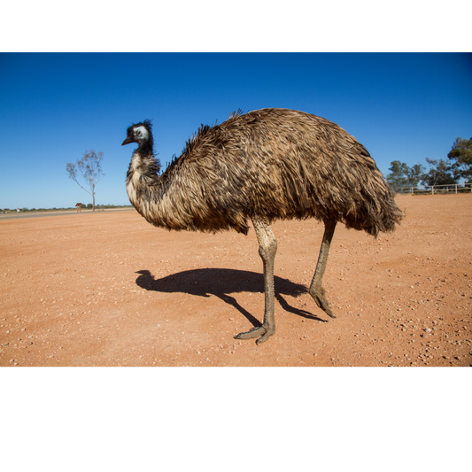 Meat – Wholesale Freeze Dried Foods